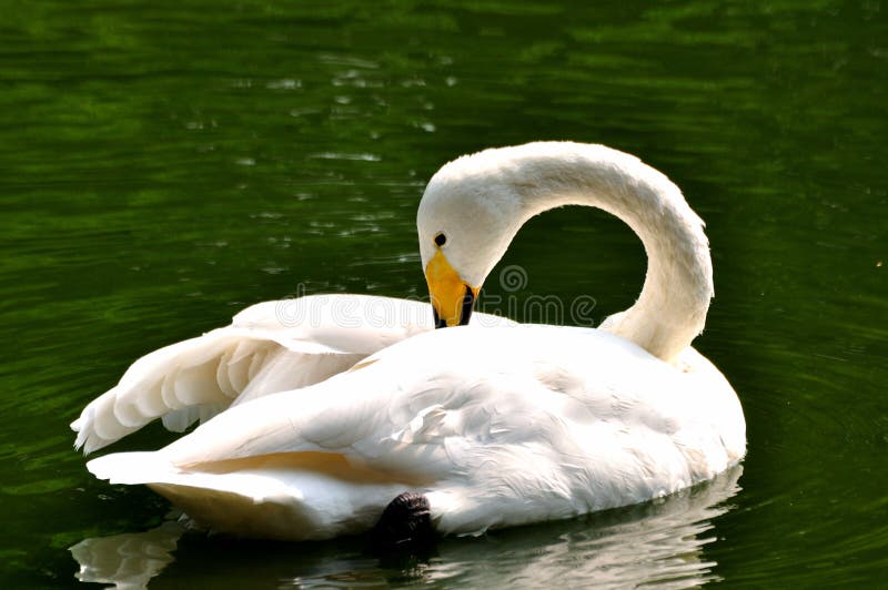 Swan in water stock photo. Image of swimming, neck, swim - 11520432