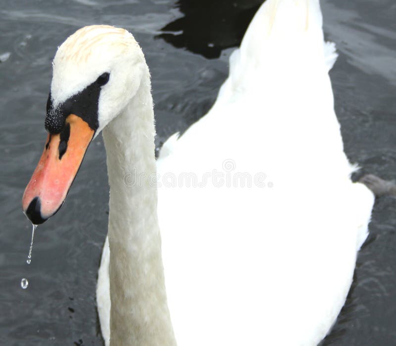 Swan stock photo. Image of swan, swans, river, cloudy - 57666900