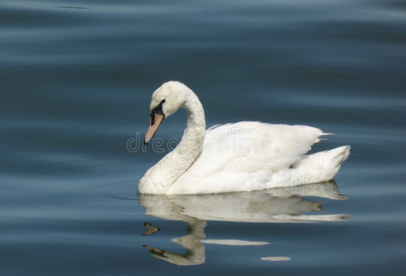 465 Sad Swan Stock Photos - Free & Royalty-Free Stock Photos from ...