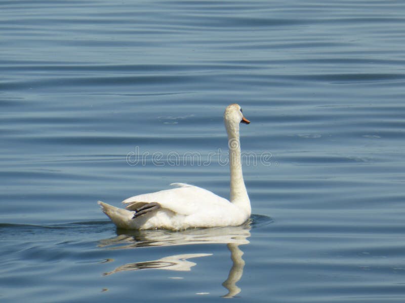 465 Sad Swan Stock Photos - Free & Royalty-Free Stock Photos from ...