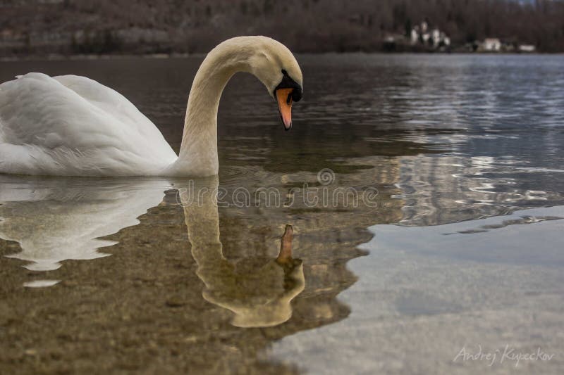 A Swan on the Water Looks at Itself Stock Photo - Image of animal ...