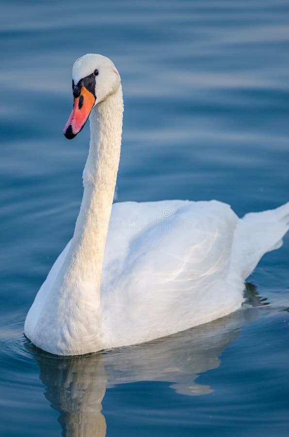 Swan in water by home stock photo. Image of water, people - 95154482