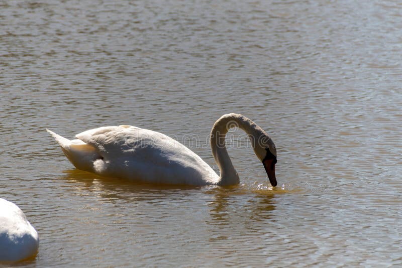 Swan on the water stock image. Image of natural, water - 268746005