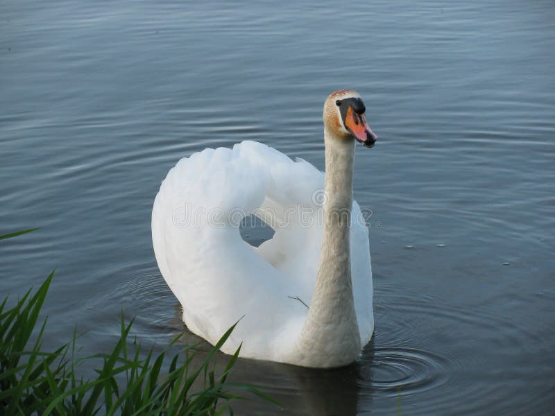 Swan on the water stock image. Image of beak, swan, reflection - 270477639