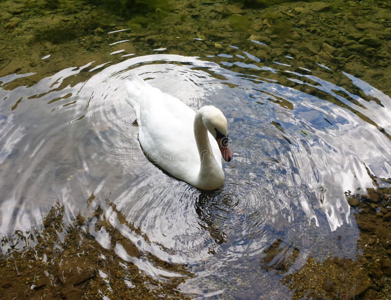 Swan in water. stock photo. Image of outdoor, spring - 72459552