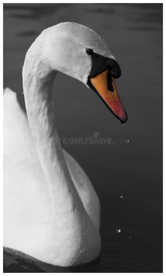 Swan stock image. Image of white, water, swan, black - 46435499
