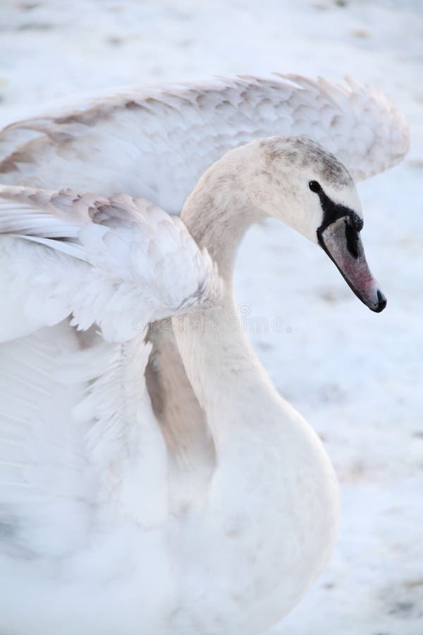 Swan with white feathers stock photo. Image of curved - 28831844