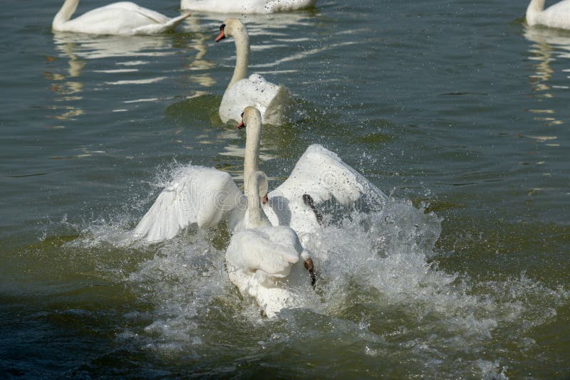 Swan White Fighting on Lake, Thailand. Stock Image - Image of animal ...