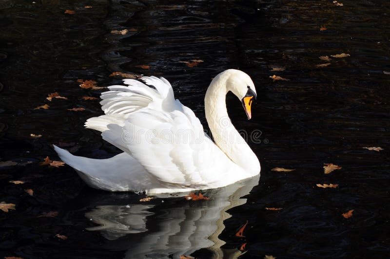 Pink Parrot stock photo. Image of beauty, parrots, fauna - 8124590