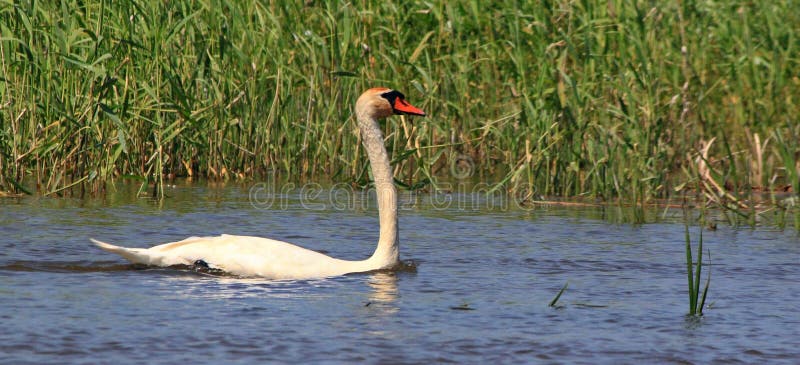 Swan stock photo. Image of nesting, nature, color, water - 41239588