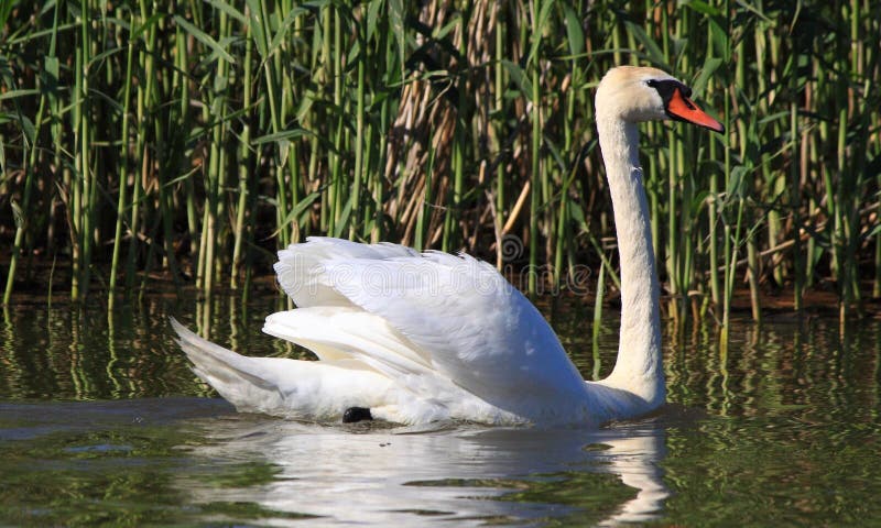 Swan stock image. Image of feather, cane, bird, white - 41239589