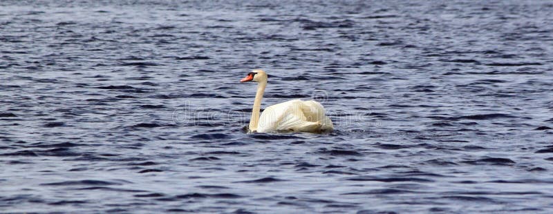 Swan stock image. Image of water, bird, nature, reserve - 41239595