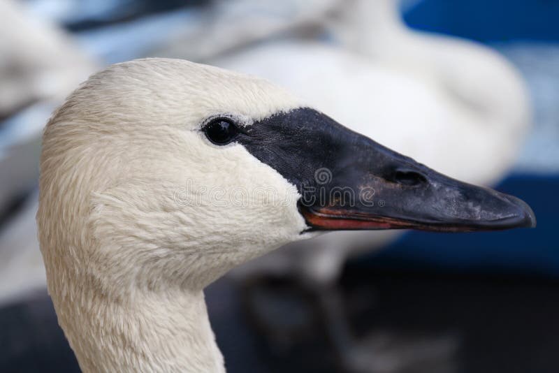 Swan, Swan White Head, Swan Face Stock Image - Image of closeup, farm ...