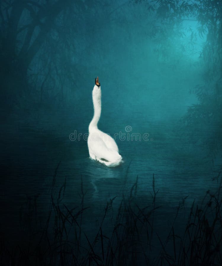 109 Moonlight Swan Stock Photos - Free & Royalty-Free Stock Photos from ...