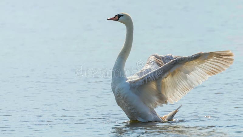 Swan with Open Beak stock image. Image of neck, bill, profile - 1909879