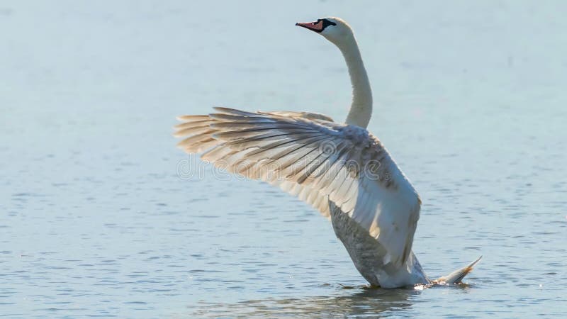 Swan with Open Beak stock image. Image of neck, bill, profile - 1909879