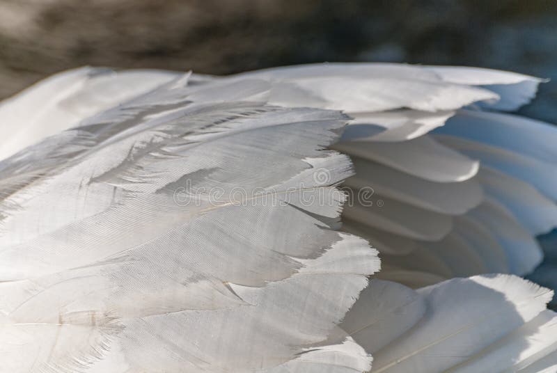 Swan wing feather detail stock photo. Image of animal - 73204870