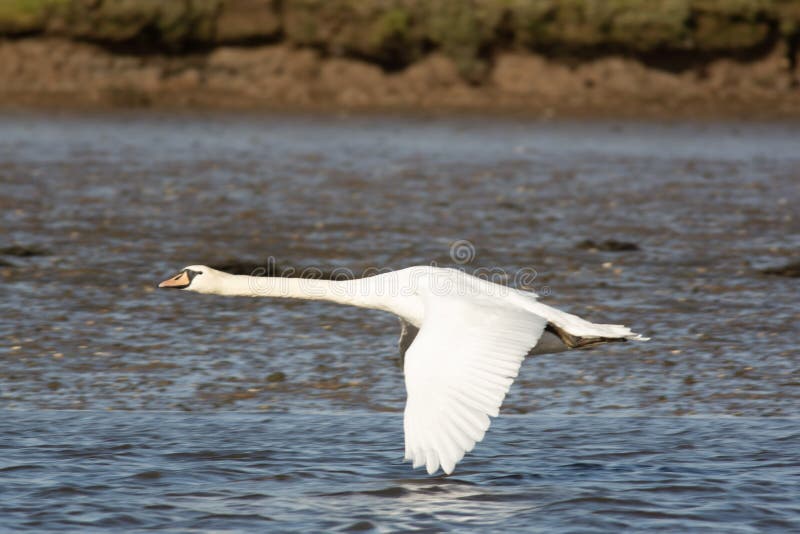 Swan on the Wing Over Water Stock Photo - Image of wildlife, ducks ...