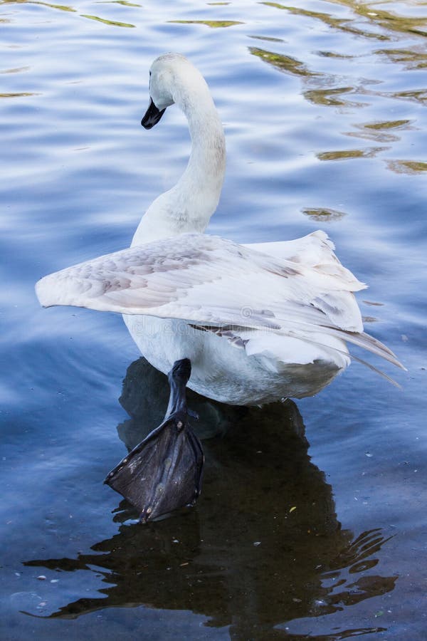 121 Swan Webbed Foot Stock Photos - Free & Royalty-Free Stock Photos ...