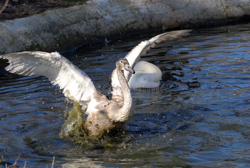 Swan stock image. Image of feather, environment, swan - 35397367