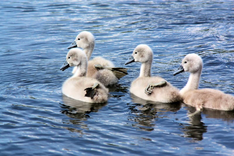 Swanchicks stock image. Image of lake, swan, cygnus, water - 19947209