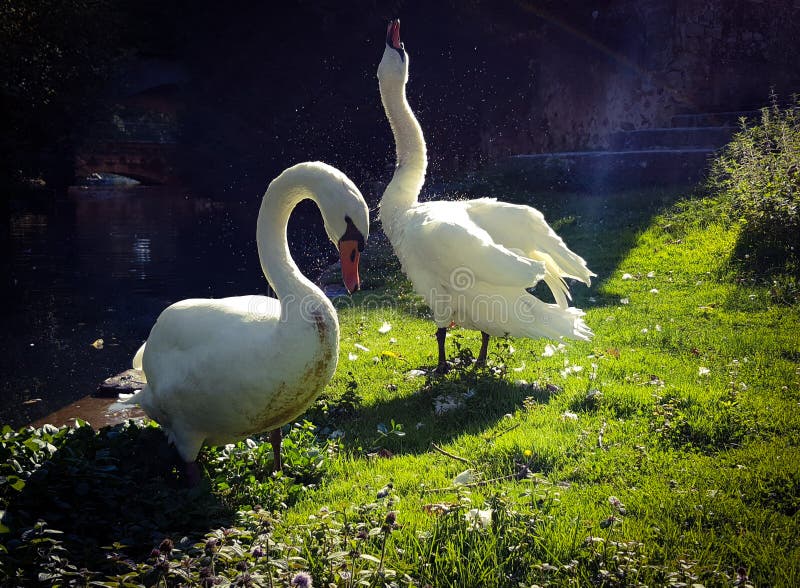Swann in river stock image. Image of animal, wing, mallard - 203735875