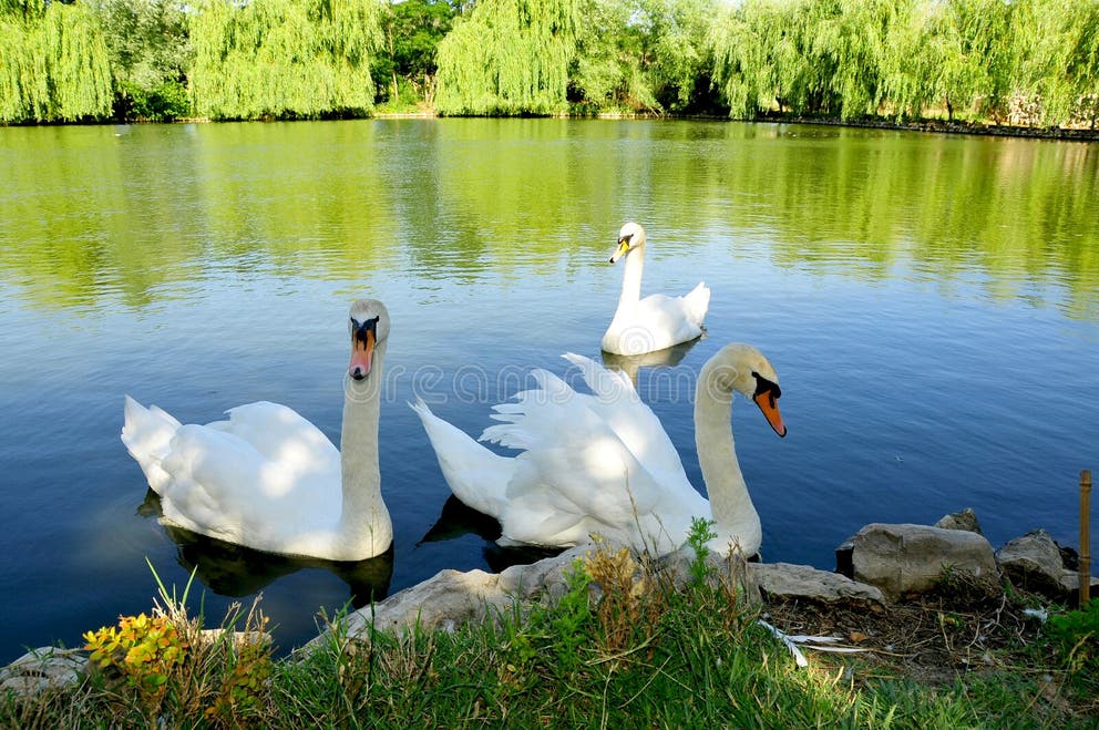 Swans stock photo. Image of bird, swan, trees, outdoor - 10515676