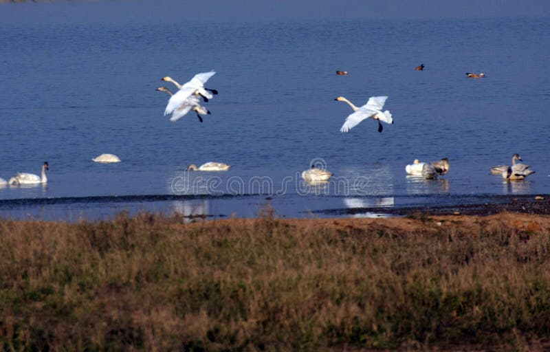 Swans stock image. Image of asian, landscapes, grassland - 11070401