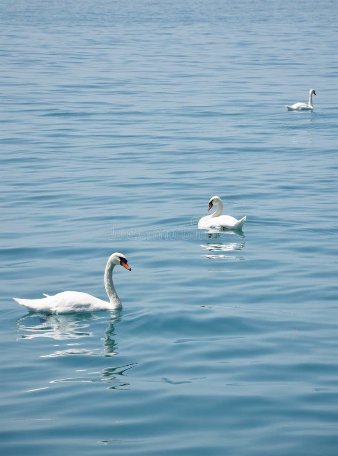 Swans stock photo. Image of purity, moving, beauty, undisturbed - 15808266