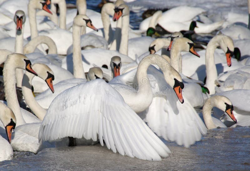 Swans stock image. Image of natural, cute, bird, loyalty - 18670875