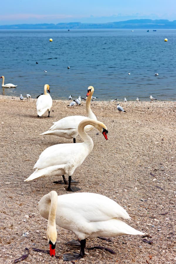 Swans. stock photo. Image of outdoors, waterfront, places - 22604194