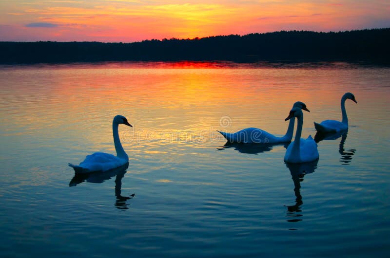 Swans and Sunset over Lake stock image. Image of summer - 46058383