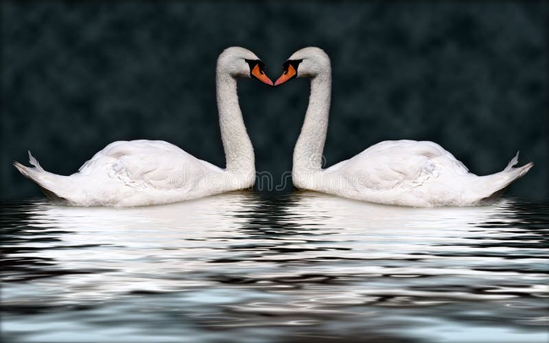 Swans heart sunset stock photo. Image of life, couple - 21251116