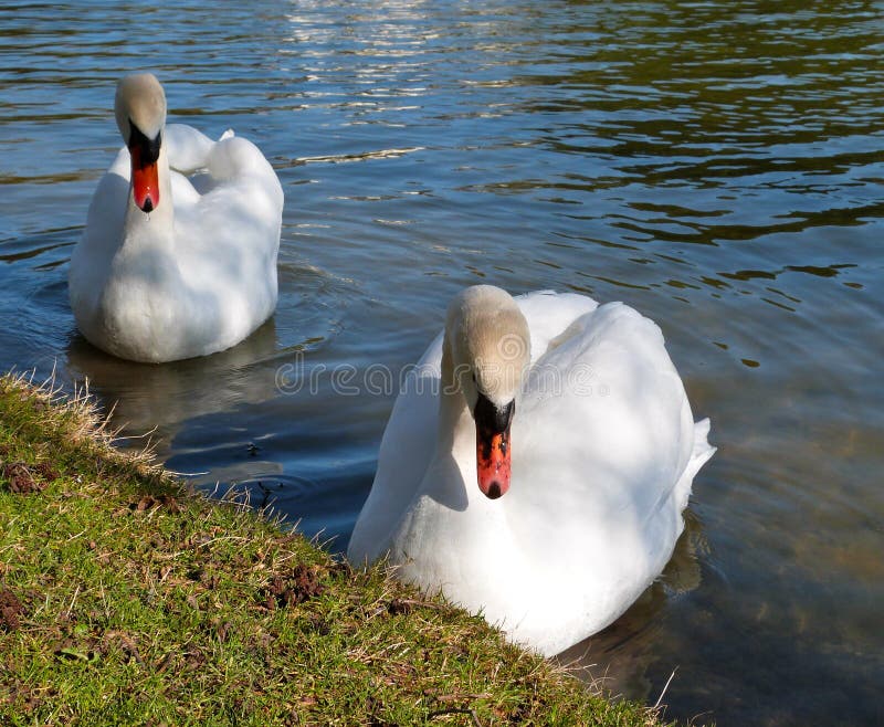 Svans Bild. Bild: 85211217