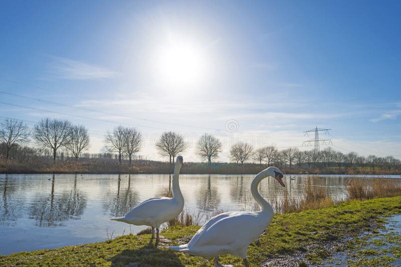 Swans Along the Shore of a Canal Stock Image - Image of shore, walking ...