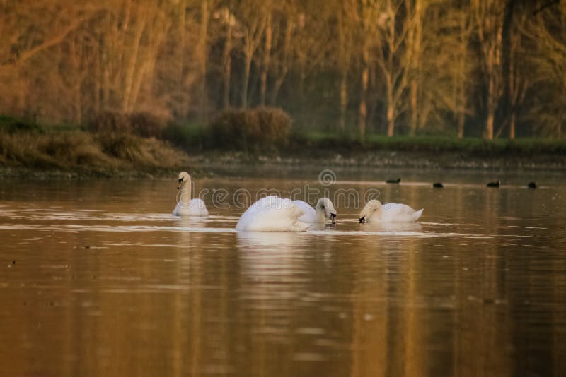 Swans stock image. Image of golden, swans, autumn, bacground - 135525515