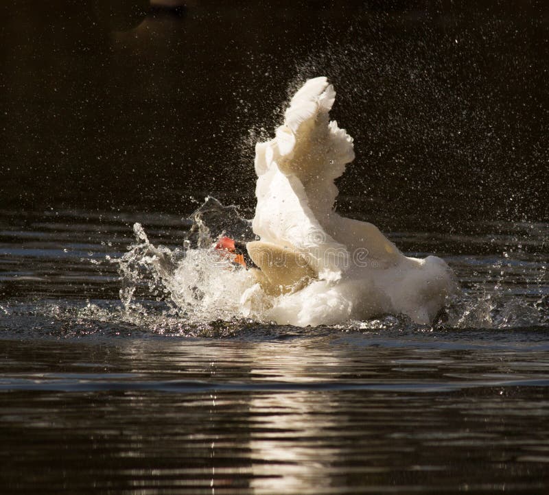 Swans Bath time stock image. Image of dropplets, back - 51928961