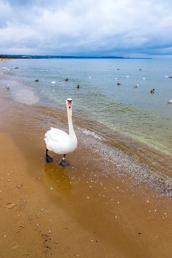 Swans on the Beach at the Baltic Sea Coast, Poland Stock Image - Image ...