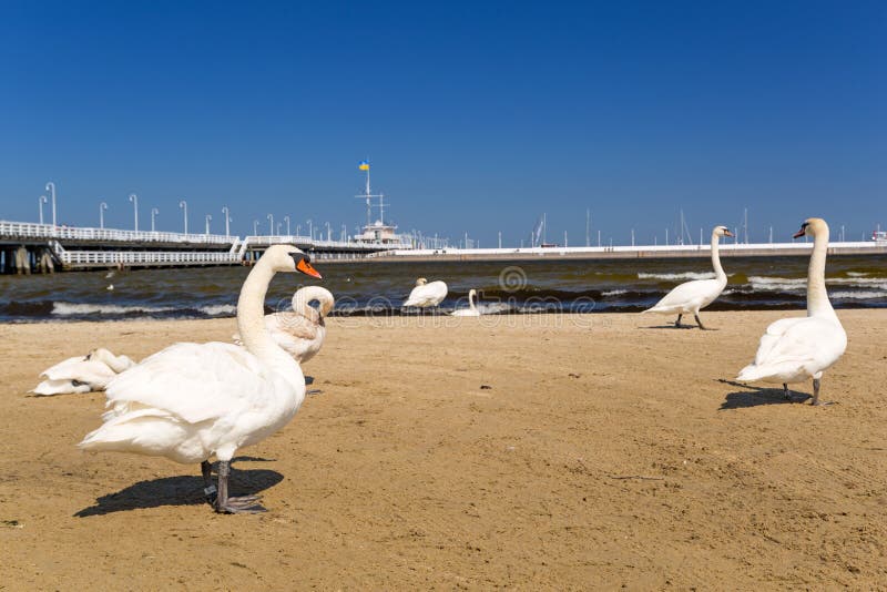 Swans on the Beach in Sopot Stock Photo - Image of sandy, horizon: 31187310