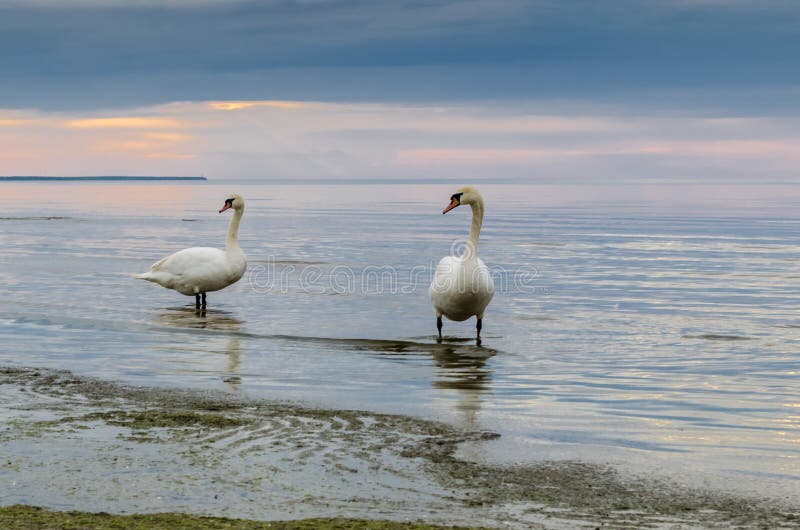 Swans on the Beach at Sunset , Baltic Sea, Latvia, Jurmala Stock Photo ...