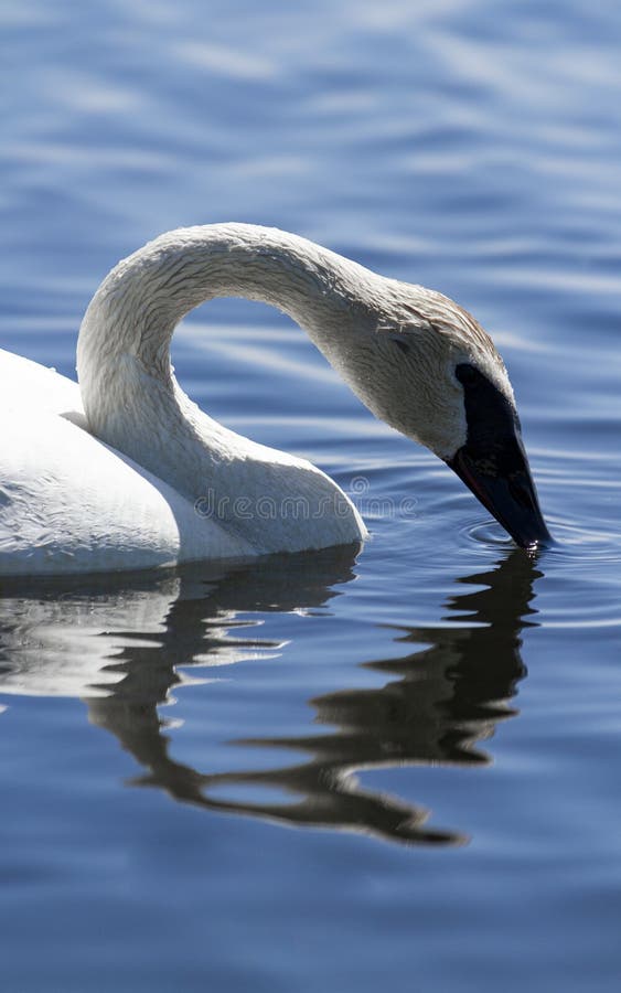 A Swans Beak Caresses the Water Forming a Heart in Its Reflection Stock ...