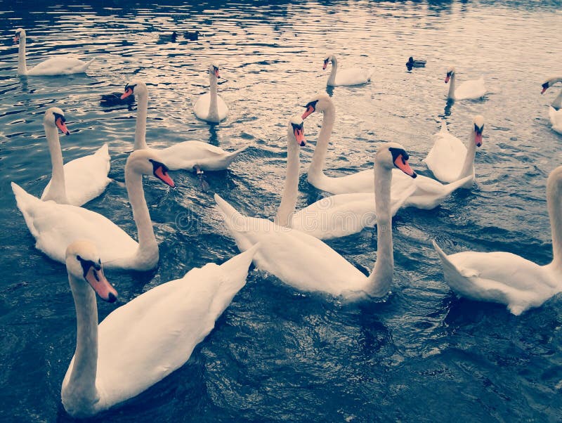 Swans stock photo. Image of beautiful, nature, wild, swans - 89588692