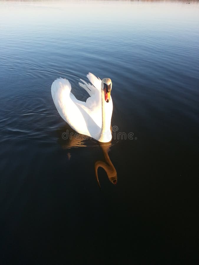 Swans stock image. Image of swan, lake, texas, beautiful - 121701411