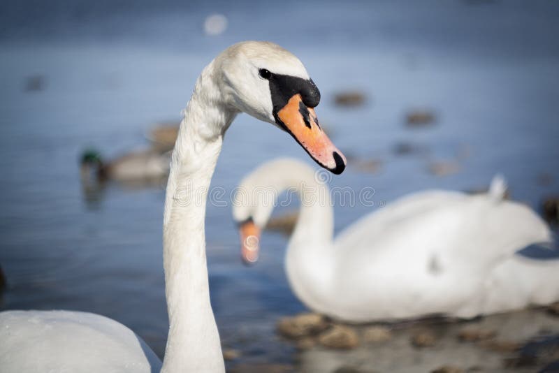 Swans stock photo. Image of close, wildlife, swans, neck - 36241554