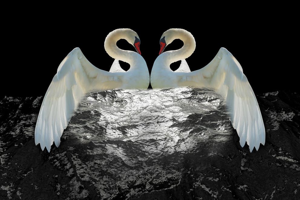 Swans on a black surface stock image. Image of peace - 248250299
