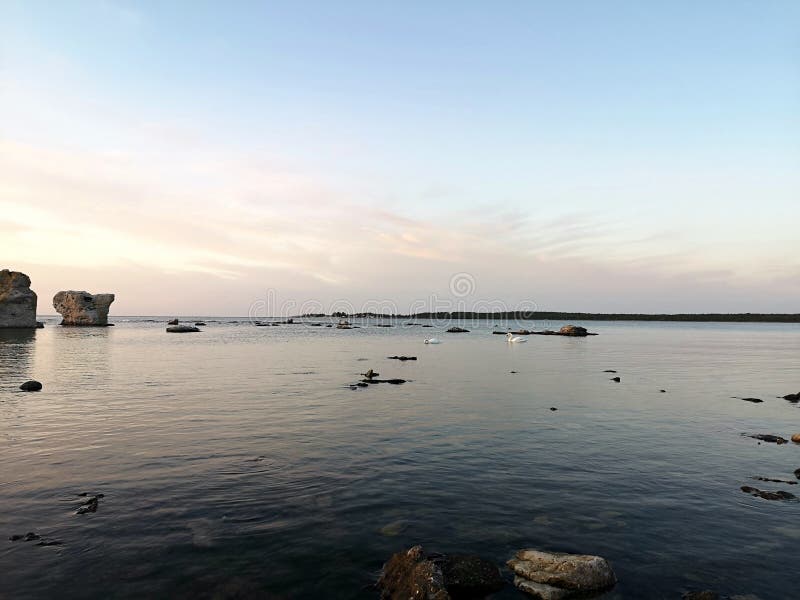 Swans in a Cold and Grey Ocean Stock Image - Image of shore, cloud ...