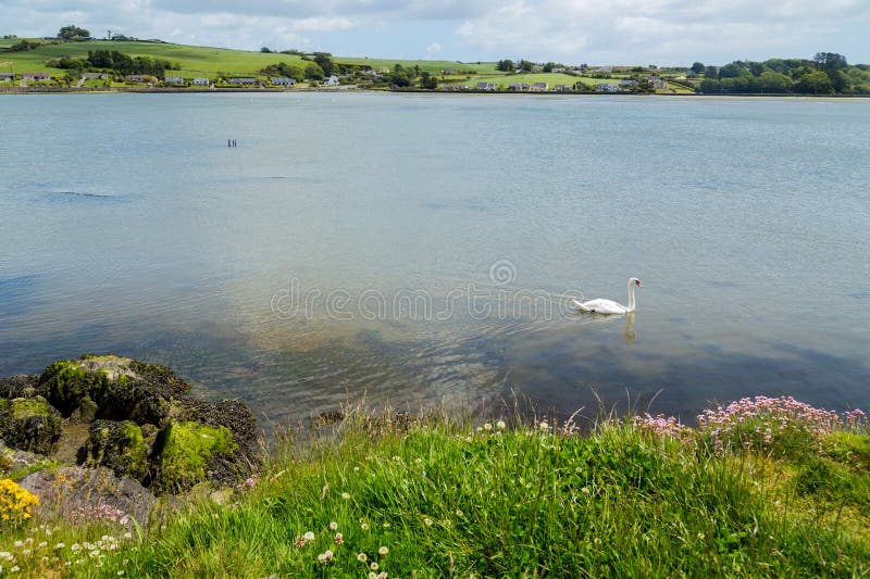 Swans Congregate in Rosscarbery Stock Image - Image of rosscarbery ...