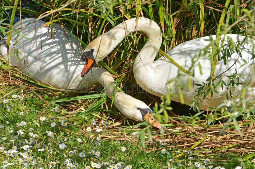 Swans couple in springtime stock image. Image of bird - 70957277