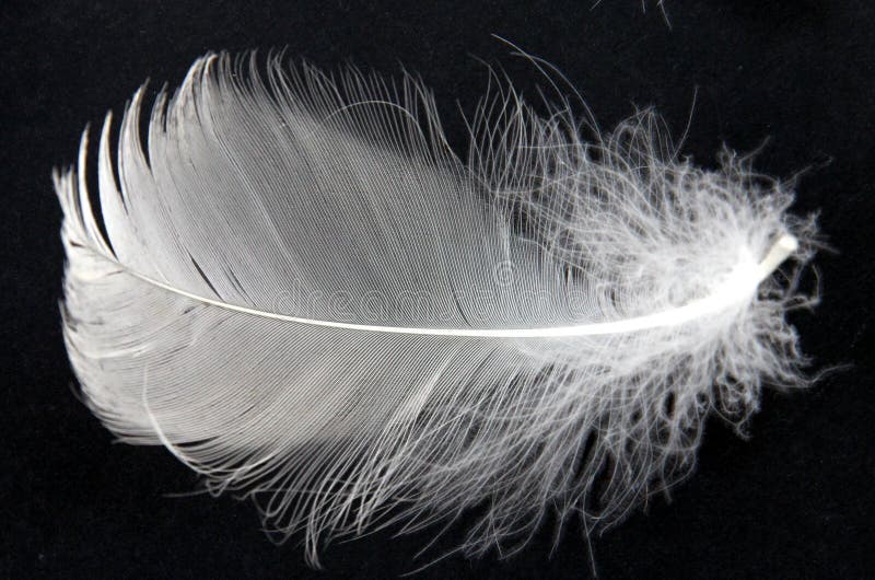 Swans down stock photo. Image of falling, smooth, seagull - 101108786