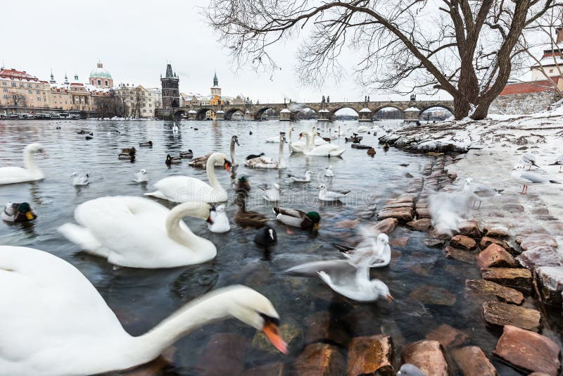 Swans, Ducks and Gulls in the River of Vltava during Winter. Stock ...